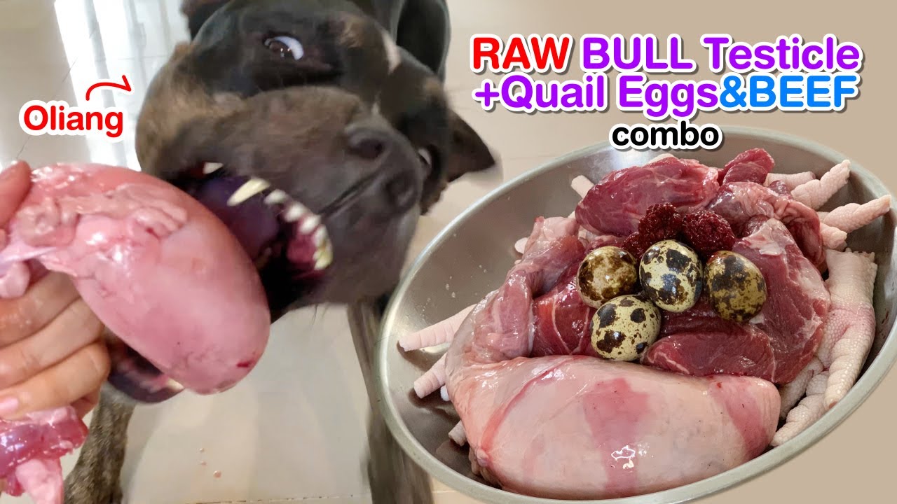 Oliang the Pit Bull eats Raw Bull Testicle&Beef combo [ASMR] BARF ...
