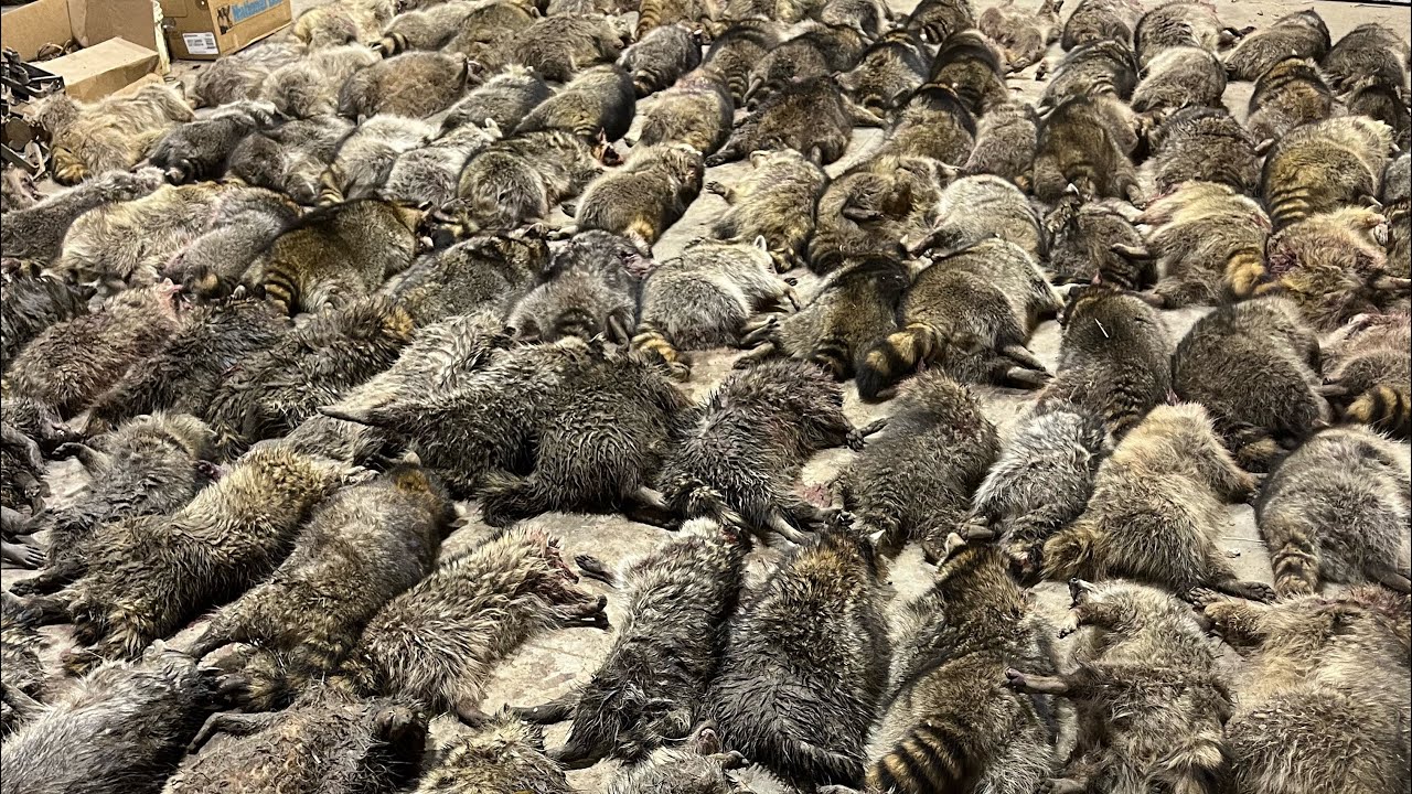 6th 100+ Raccoon Day Of The Season - Check 3 - YouTube