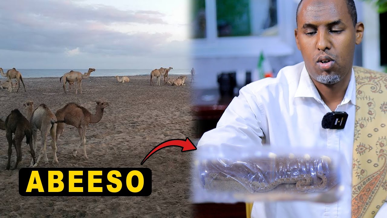 Bulsho Abeeso cunayso oo xalkeedii raadinaya. - YouTube