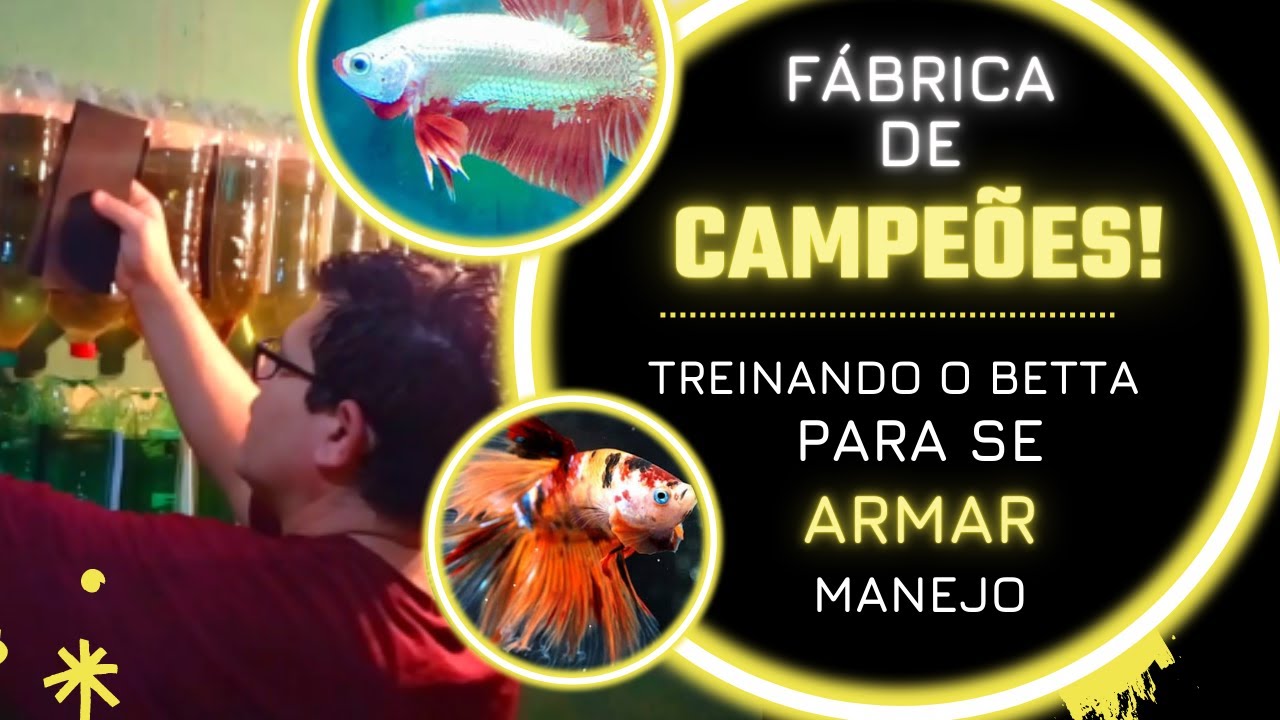 MANEJO DE BETTAS - Como treinar os BETTAS para se armarem! | Anderson ...