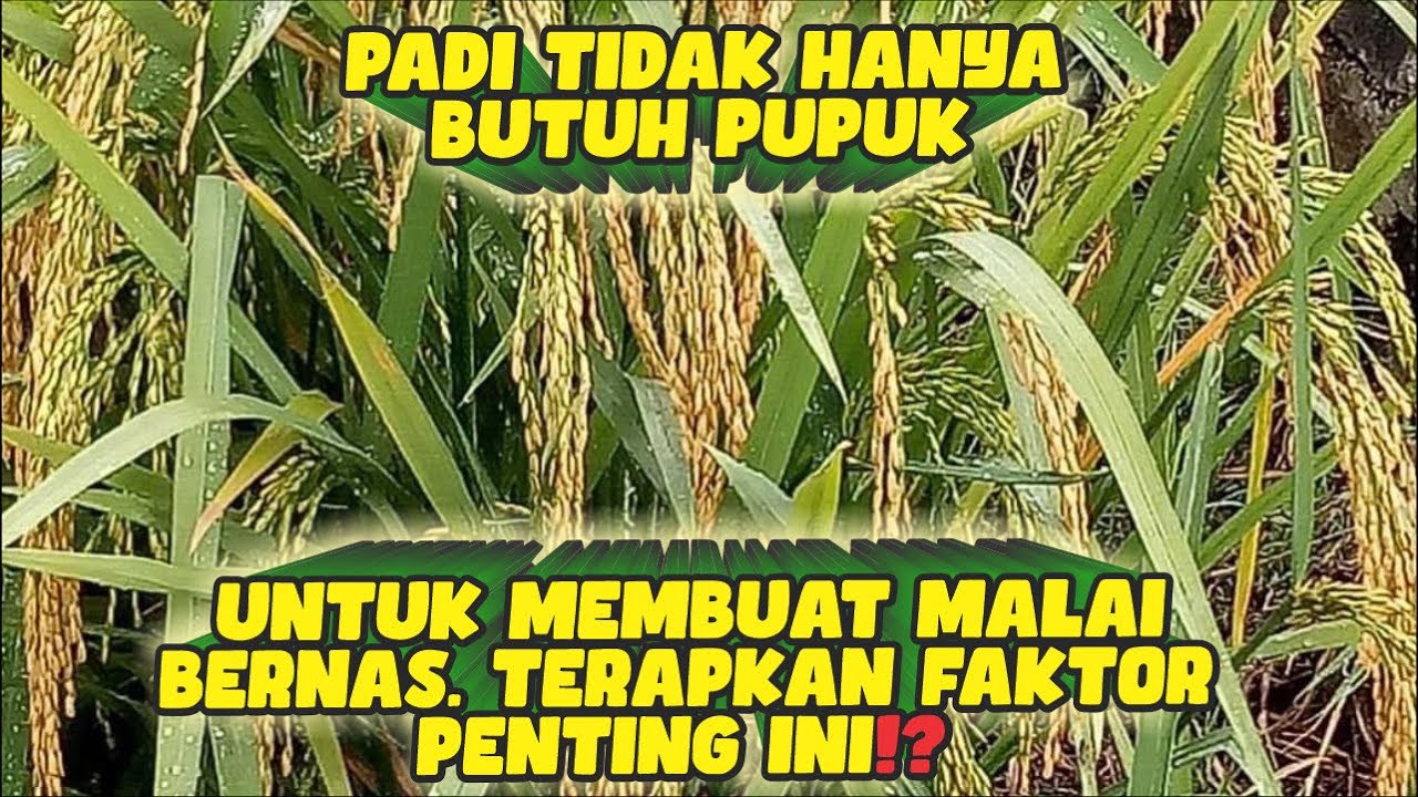 PADI TIDAK HANYA BUTUH PUPUK UNTUK MEMBUAT MALAI BERNAS‼ TERAPKAN ...