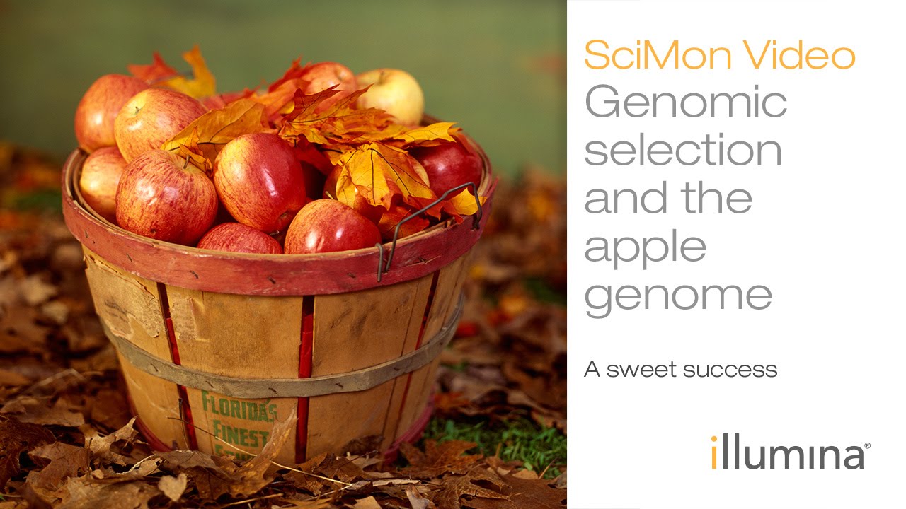 Genomic Selection and the Apple Genome: A Sweet Success - YouTube
