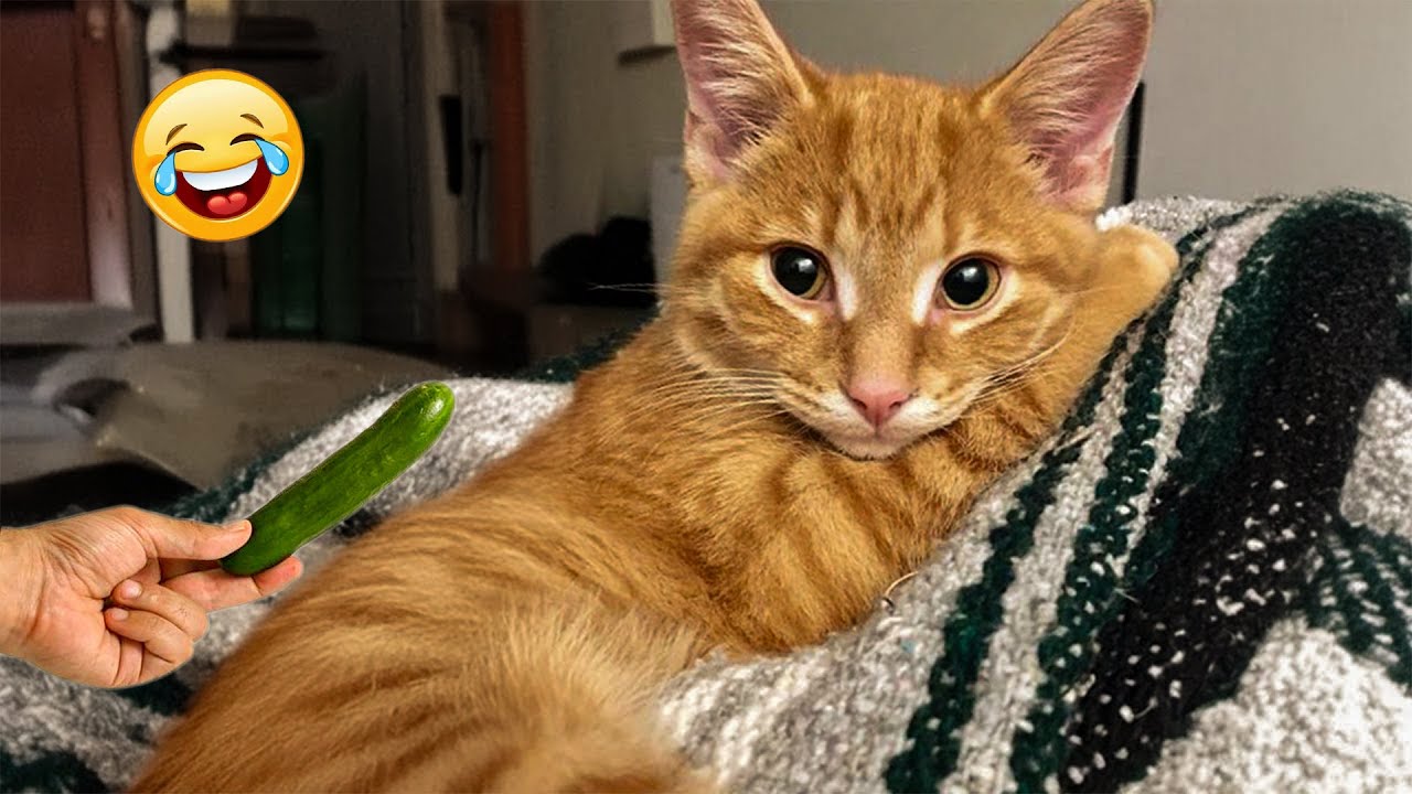 Funniest Confused Pets Compilation 😹🐶 The Funniest Animals That Will ...