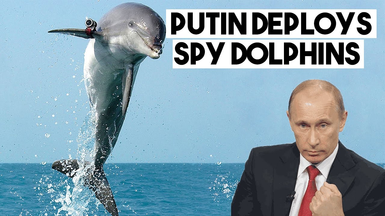 Putin Deploys Top Secret Attack Dolphins in War on Ukraine - YouTube