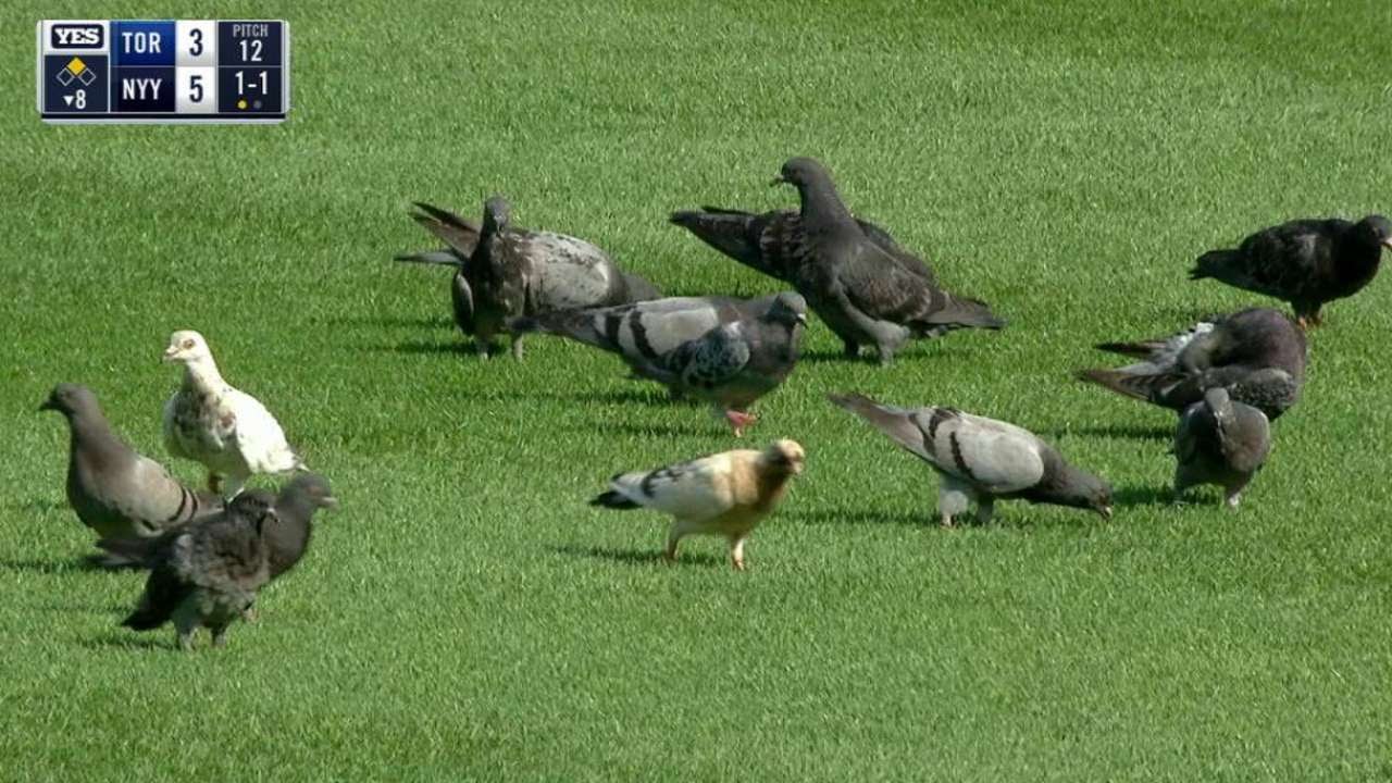 TOR@NYY: Pigeons snack on the field at Yankee Stadium - YouTube