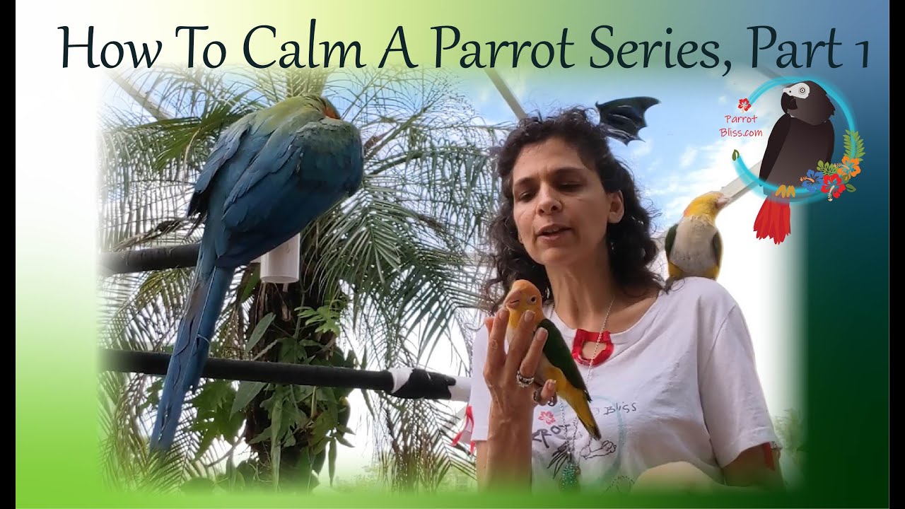 How To Calm A Parrot Series, Part 1 - YouTube