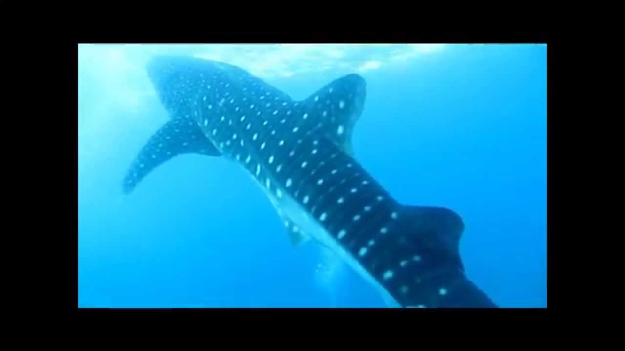 Scuba Diving with Whale Sharks in Oslob, Cebu, Philippines 2011 - YouTube