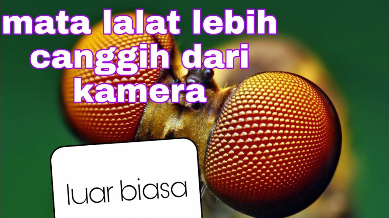 Fakta Mengagumkan Pada Mata Lalat - YouTube