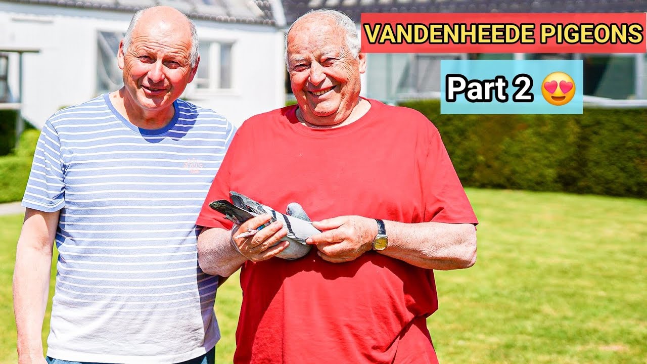 Racing Pigeon Vandenheede Freddy & Jacques: Champion Breeding ...