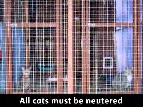 Catteries - Farm Cottage Cattery - YouTube