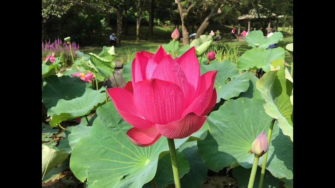 Holy and Sacred Lotus Flowers | Nelumbo Flowers - YouTube