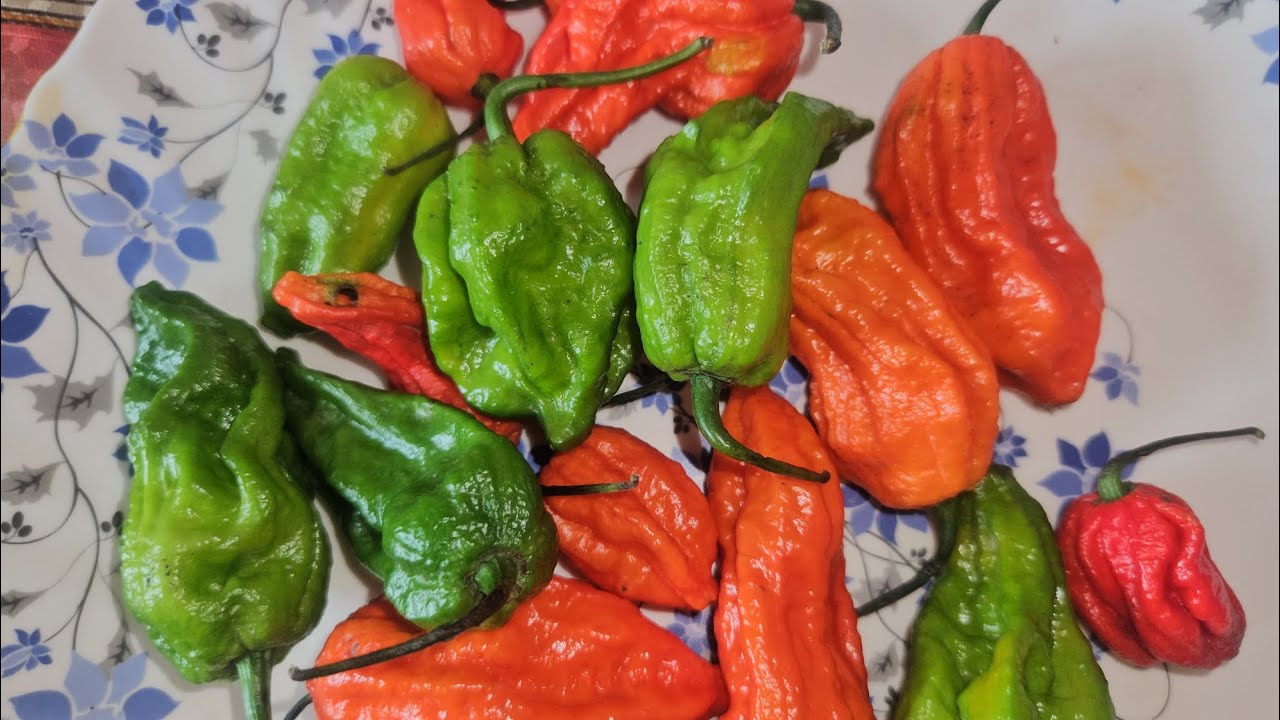 Chilli Achar//easy to make achar recipe//King chill// Naga moris//home ...