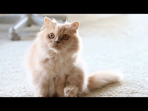 Mega cute kitten collection, over 40 kittens (too many cute fur babies ...