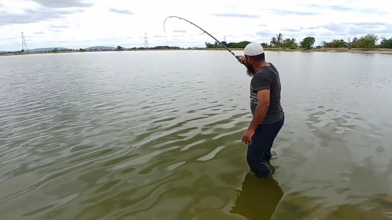 Fish Hunting||Baam Fishing||Indian Eel Fishing||village fishing ...