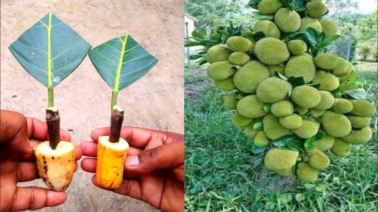 Jack fruit Plants Grow From Cutting | Jack Fruit Plants at Home ...