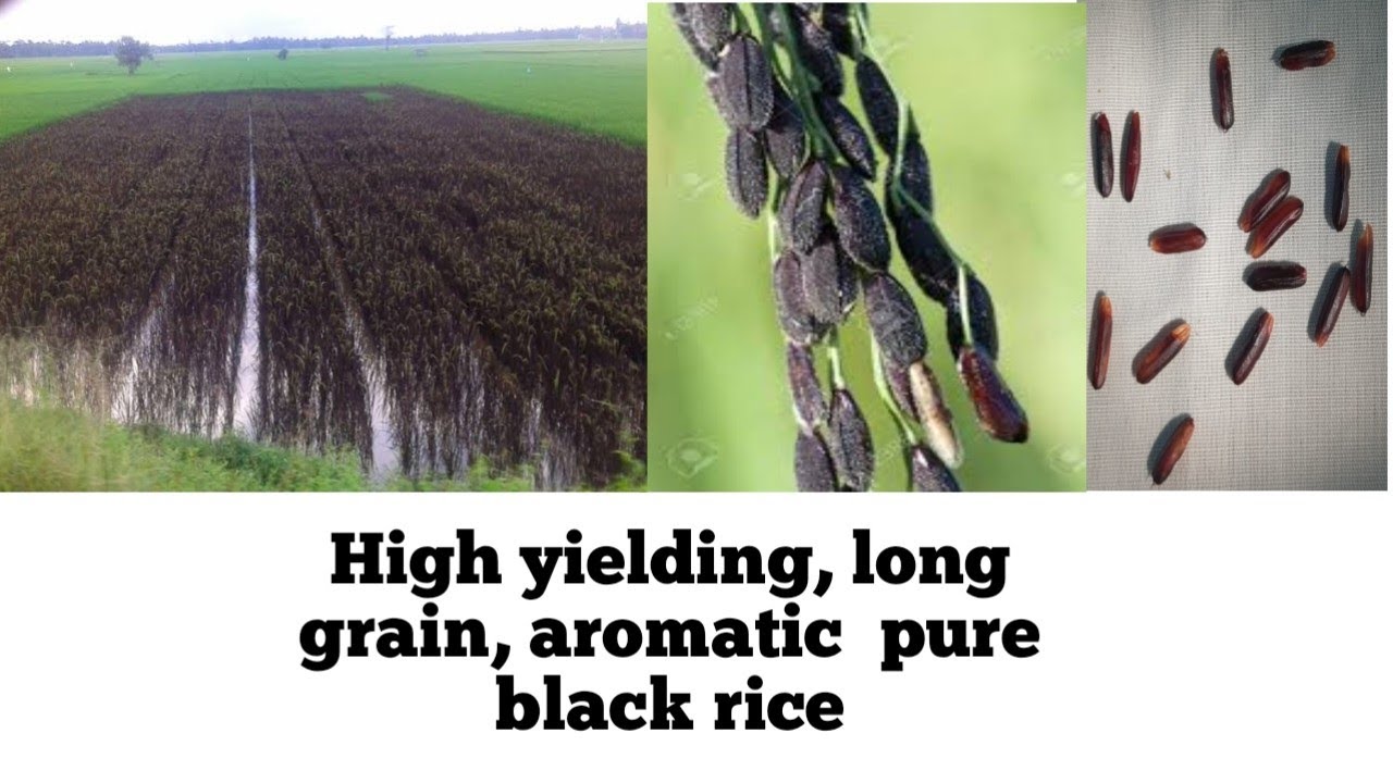 Black rice farming in Pakistan - YouTube