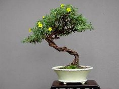 Potentilla fruiticosa/ Potentilla or Cinquefoil Bonsai - YouTube
