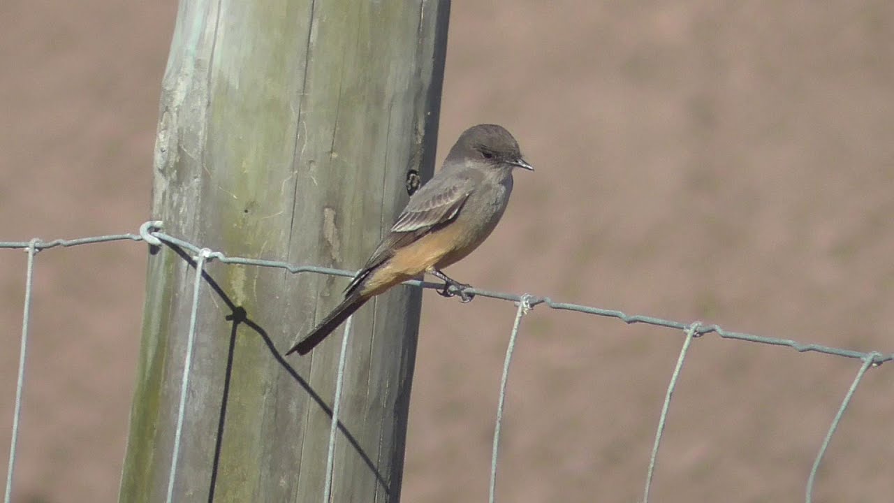 Say's Phoebe. Hargill, Texas - YouTube