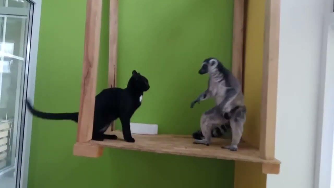 Epic Fight Cat vs Lemur - YouTube