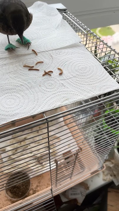 мучные черви - YouTube