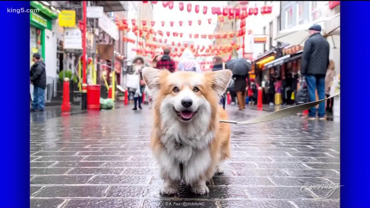 England's reigning pup is Marcel le Corgi - KING 5 Evening - YouTube