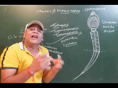 Structure of human sperm - YouTube