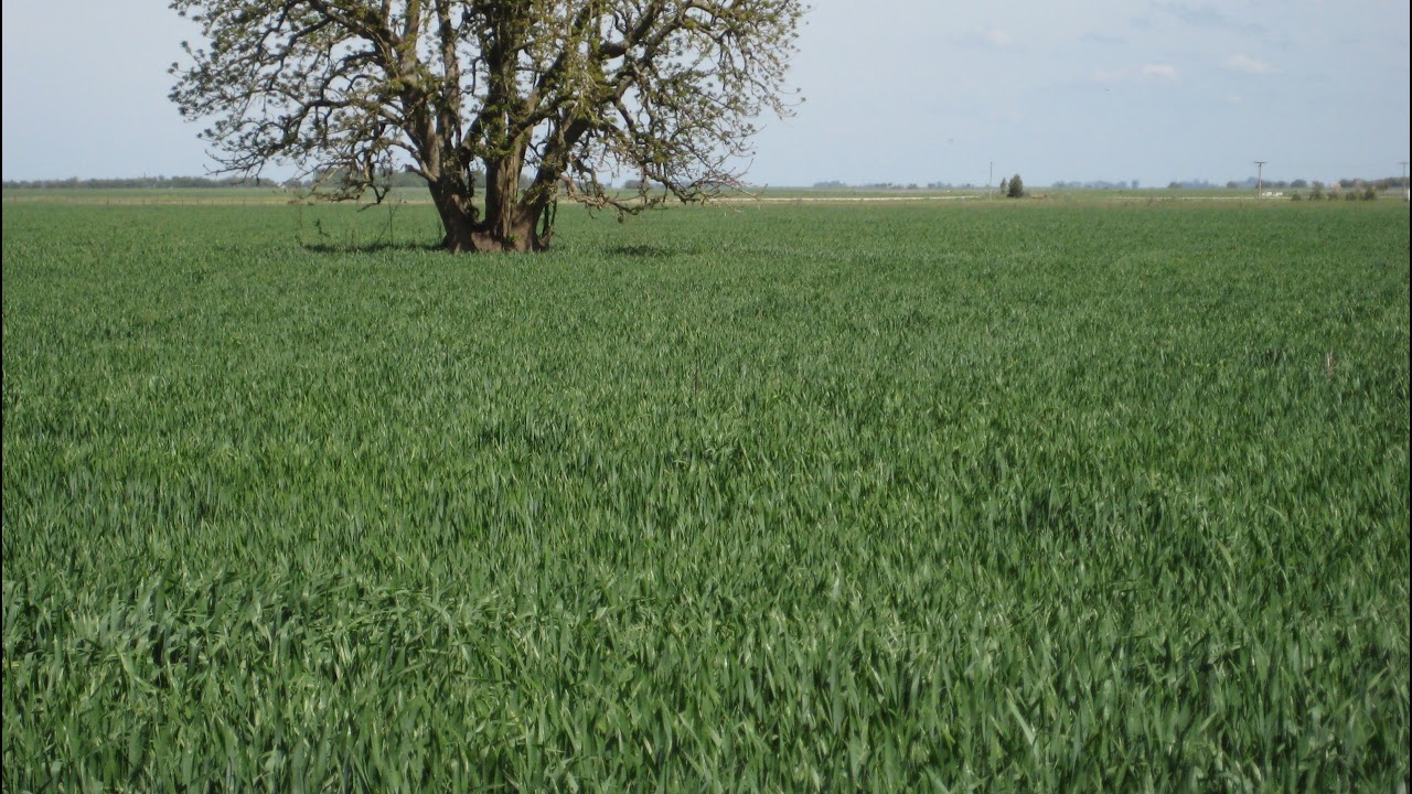 Transmisión en vivo de TECMES Instrumentos Especiales - YouTube