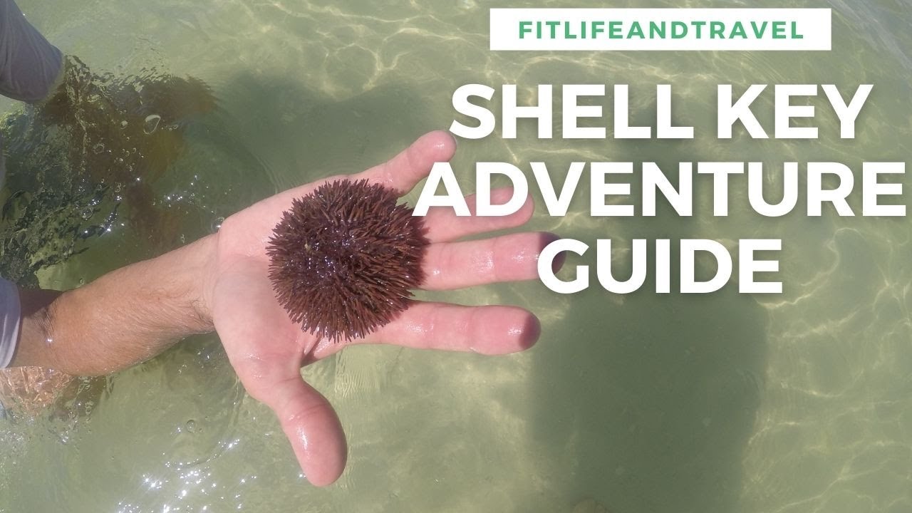 How To Spend A Day On Shell Key Florida | Snorkel | Hike | Sea Urchins ...