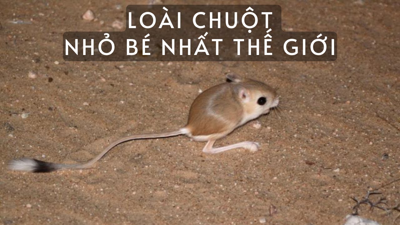 Loài Chuột Nhỏ Bé Nhất Thế Giới ( Baluchistan Pygmy Jerboa ) - Thế Giới ...