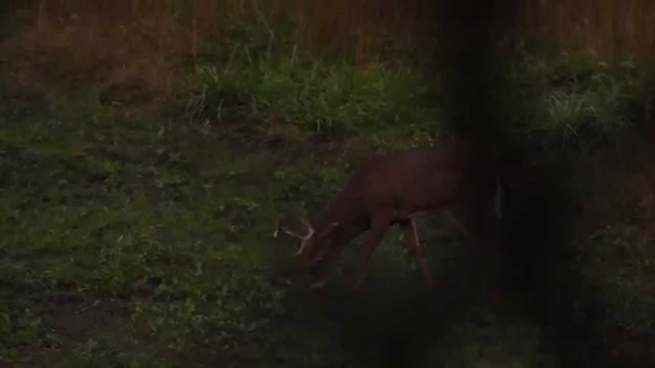 The "Messed Up Deer" Teaser - YouTube