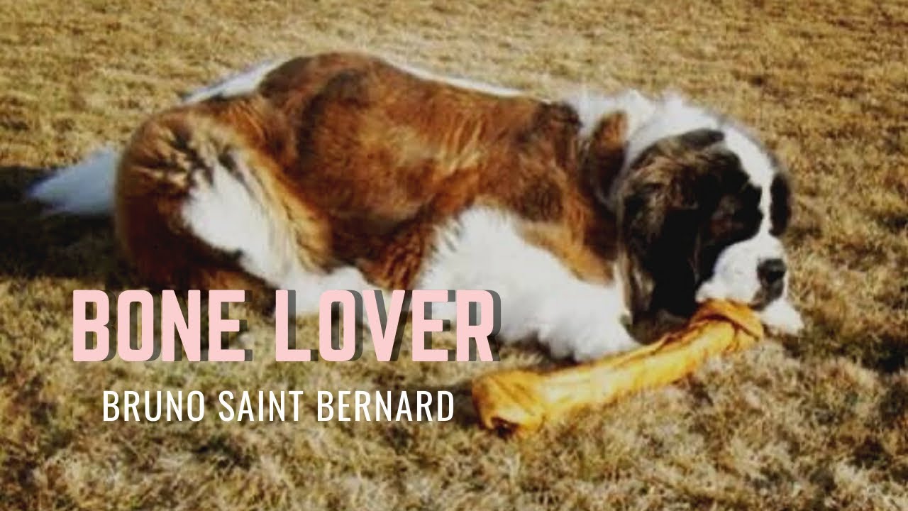 saint bernard enjoying bone 🍖 - YouTube