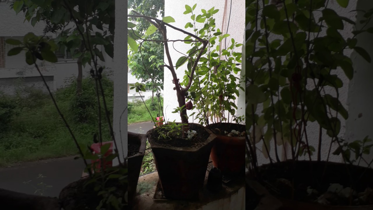 Must see fruits holy audumbar tree - YouTube