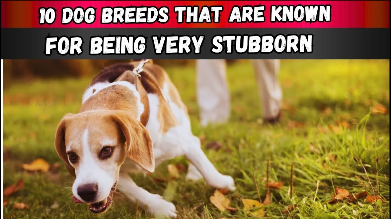The Most Stubborn Dog Breeds You’ll Ever Meet - YouTube