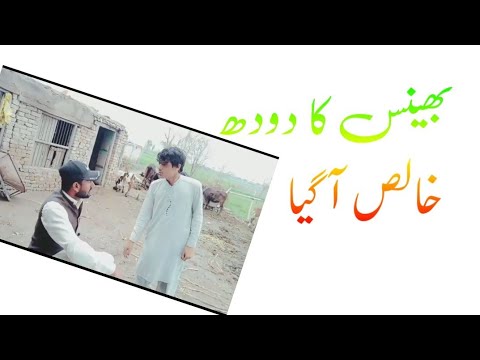 How To khallas dudh bhains ka - YouTube