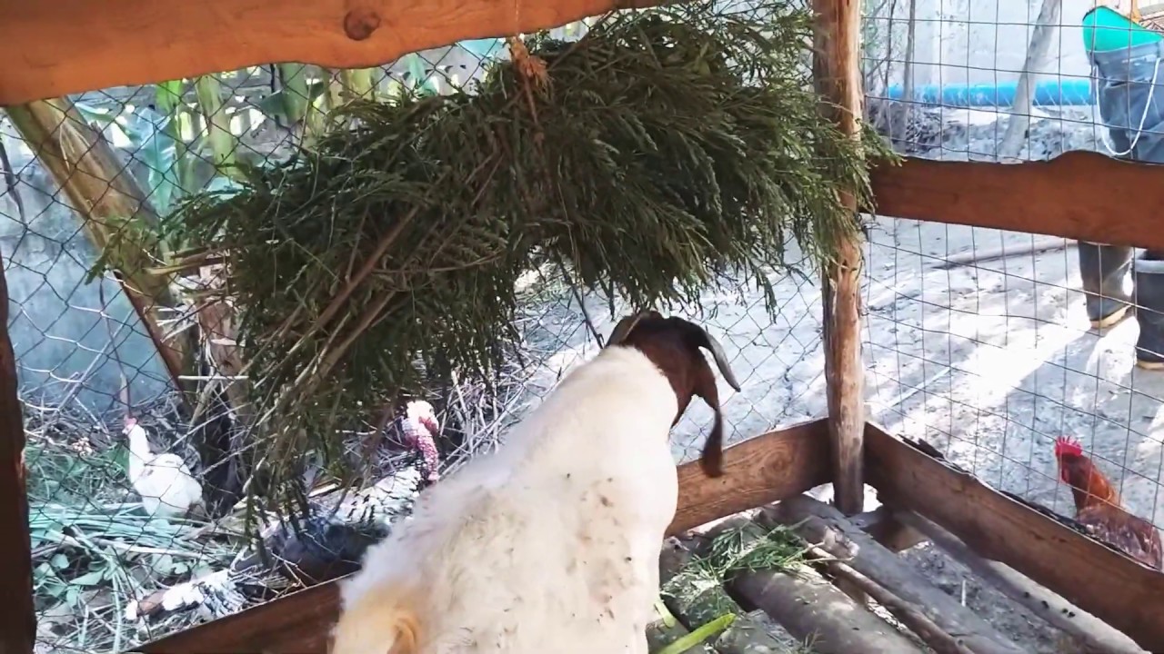 Goat Farming: How we feed our zero grazed goats - YouTube