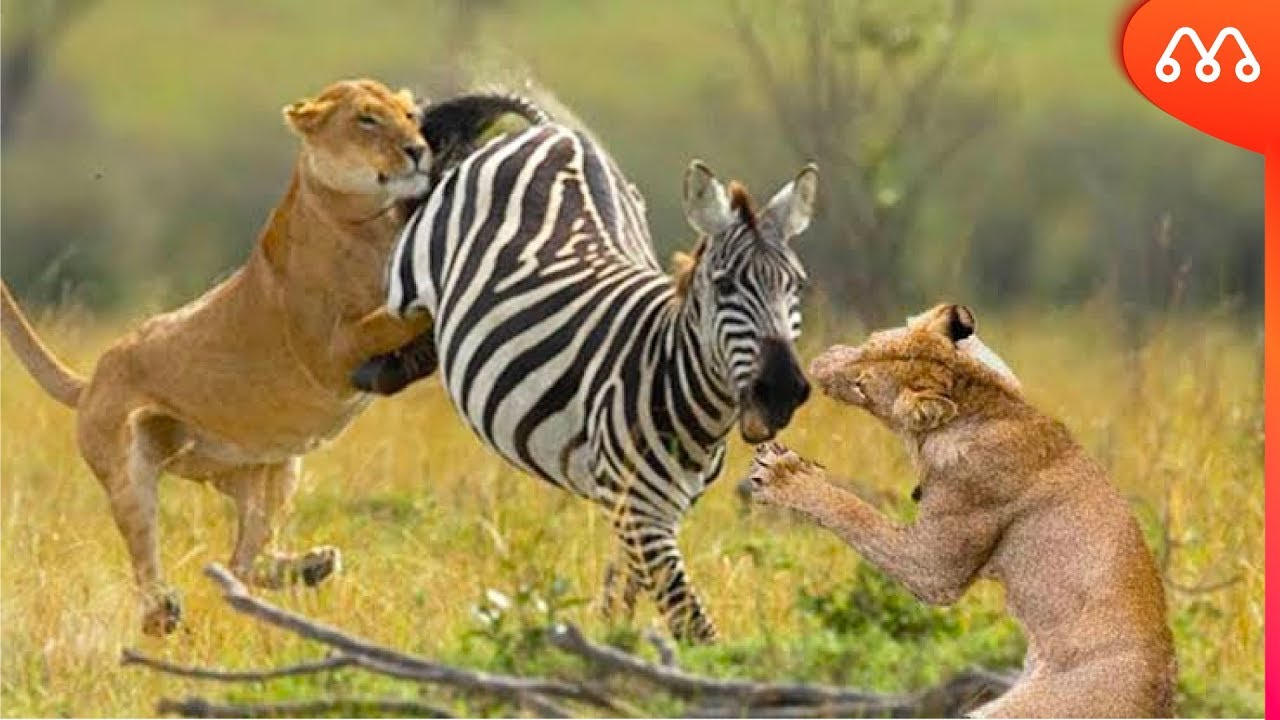 QUANDO OS LEOES ATACAM AS ZEBRAS - YouTube