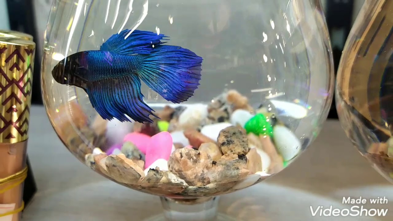 Vail tail betta fish - YouTube
