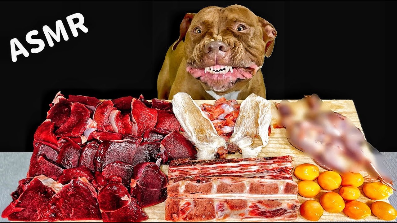 ASMR MUKBANG PITBULL EATING RAW FOODS - YouTube