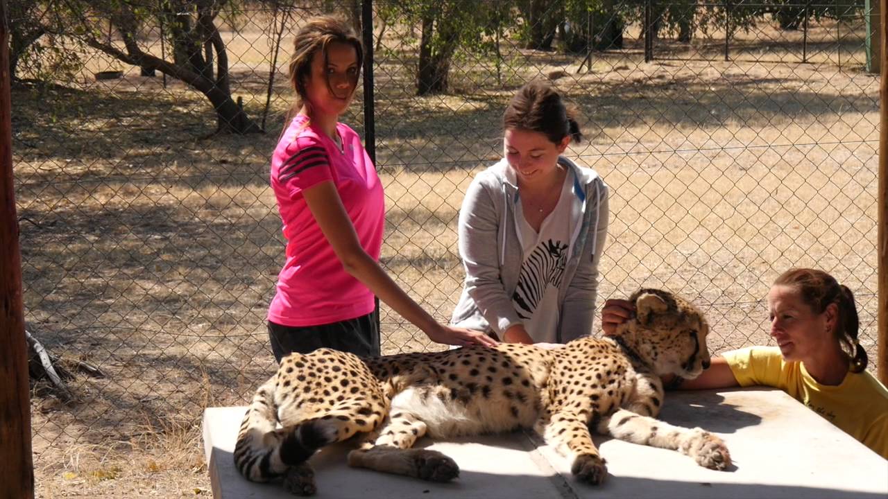 Working with cheetahs - YouTube