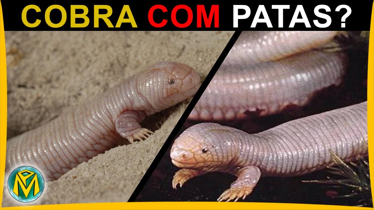 Incrível! Essa COBRA possui PATAS! - YouTube