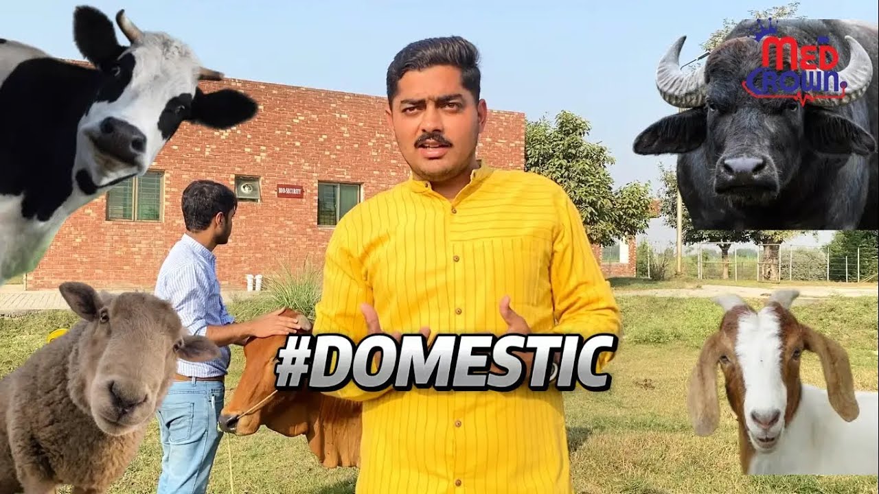 Foot And Mouth Disease (FMD) Outbreak : Diagnosis, Pathogenesis, Signs ...