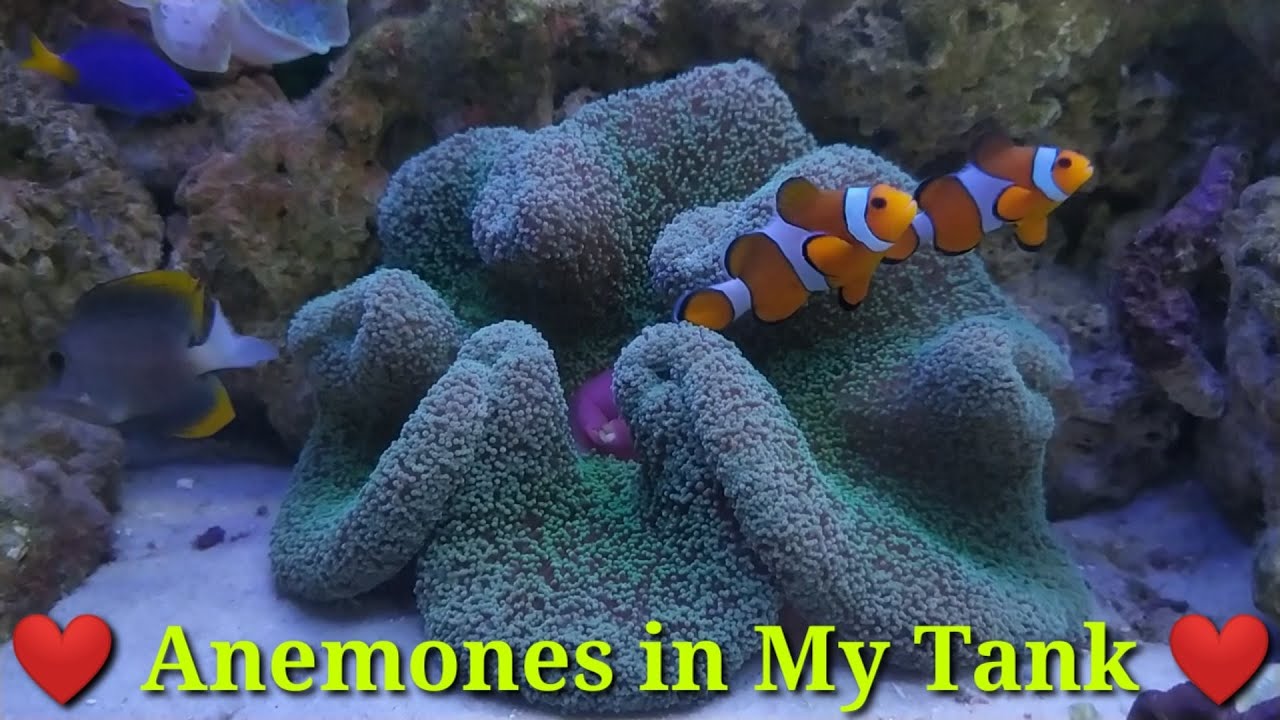 CARA MUDAH MEMELIHARA ANEMON KARPET - YouTube