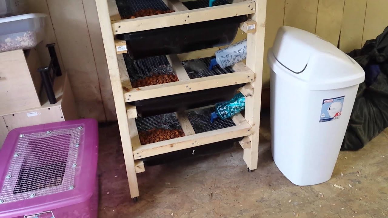 Rodent room at Queen City Constrictors - YouTube