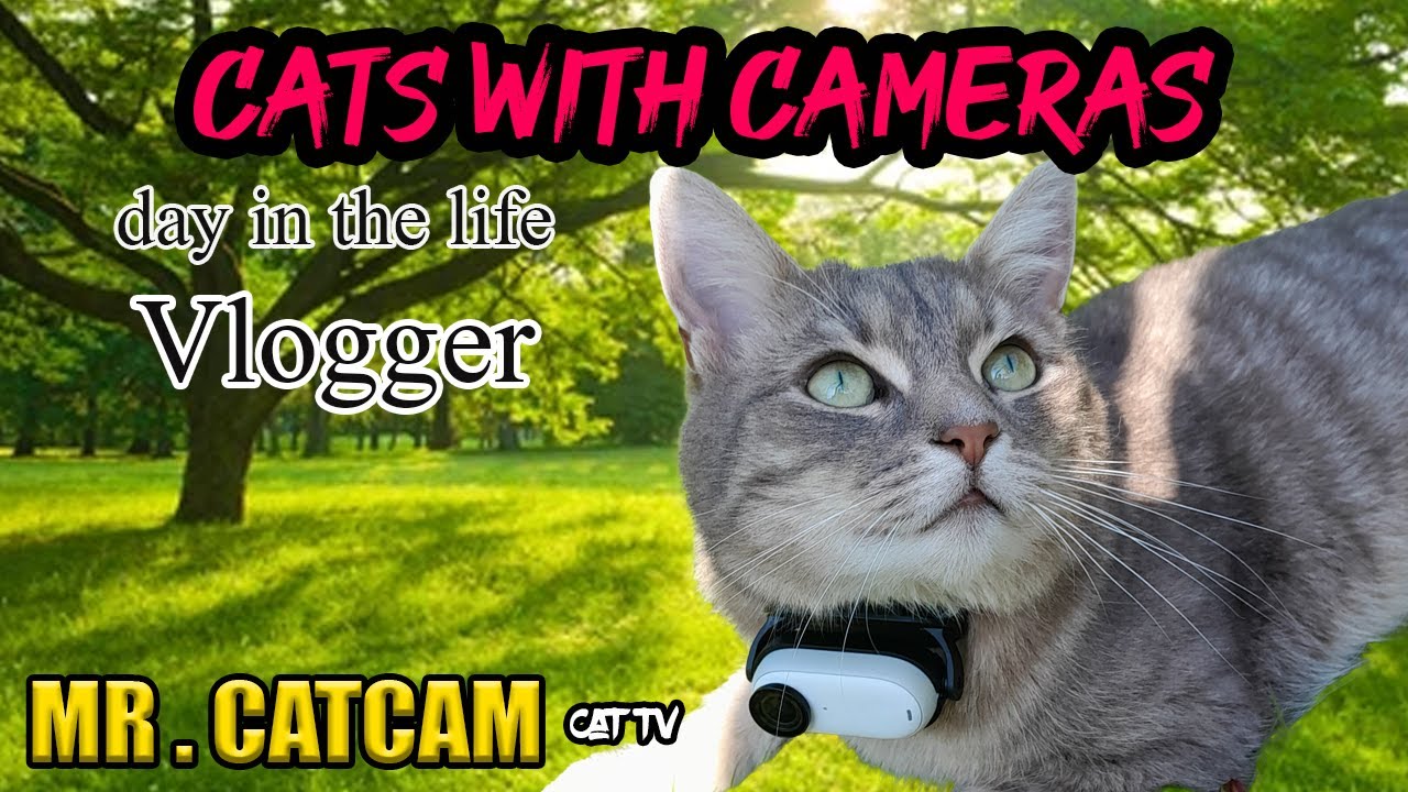 A Day In The Life Of A Cat Vlogger - YouTube