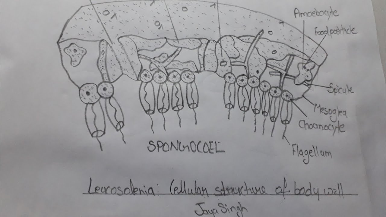 Leucosolenia :Cellular Structure of body wzll //biology diagram easy ...