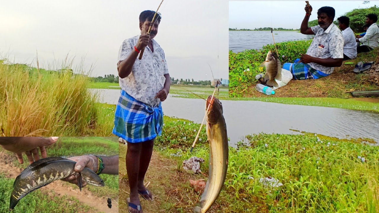 Unbelievable! WALLAGO Fishing & Murrel Fishing Video | Most Satisfying ...