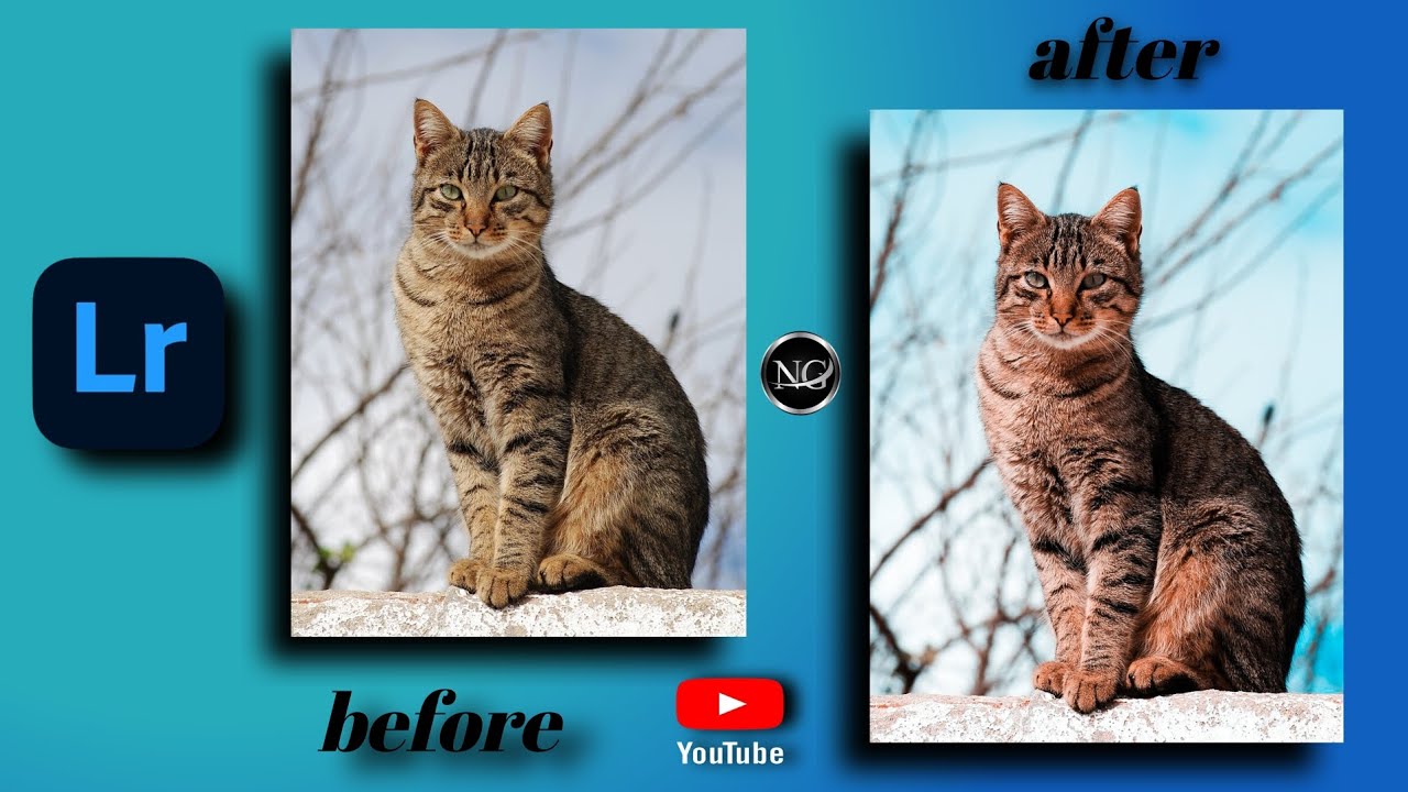 #lightroom video editing[ cat ]🐈#like #subscribe - YouTube