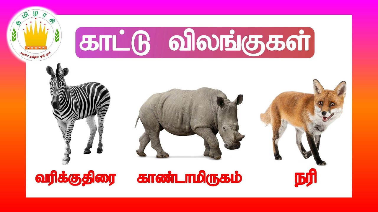 காட்டு விலங்குகள்- தமிழரசி| Kattu vilangugal | Tamil Wild animals name ...