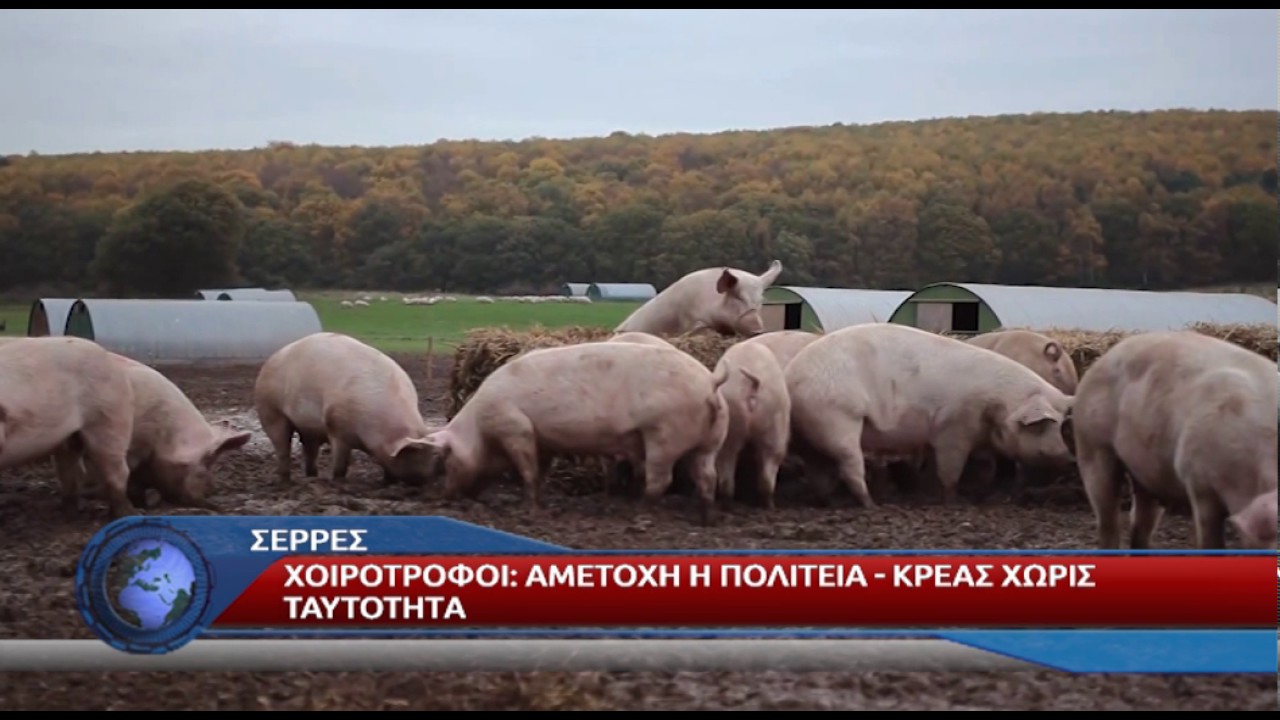 ΧΟΙΡΟΤΡΟΦΟΙ ΠΡΟΒΛΗΜΑΤΑ ΣΕΡΡΕΣ - YouTube