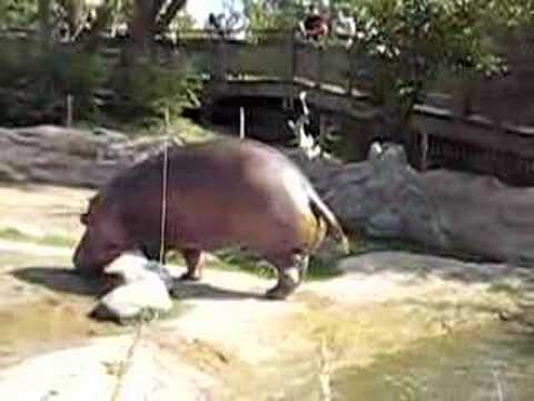 Hippo at the Toronto Zoo